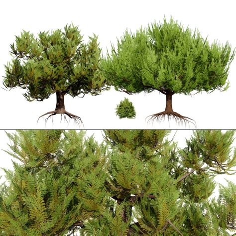 Pine Tree Pack