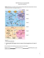 Tutorial 4 Seminar Assignment Pdf MCB 2050 Tutorial 4 Quantifying RNA Application Assignment