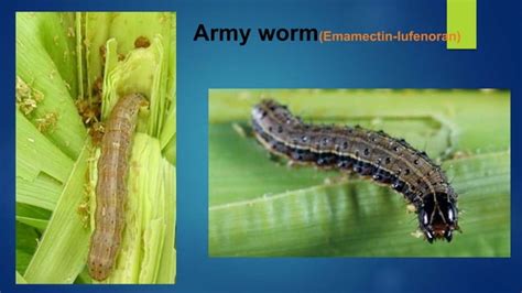 Fodder Maize Slidshare Pptx