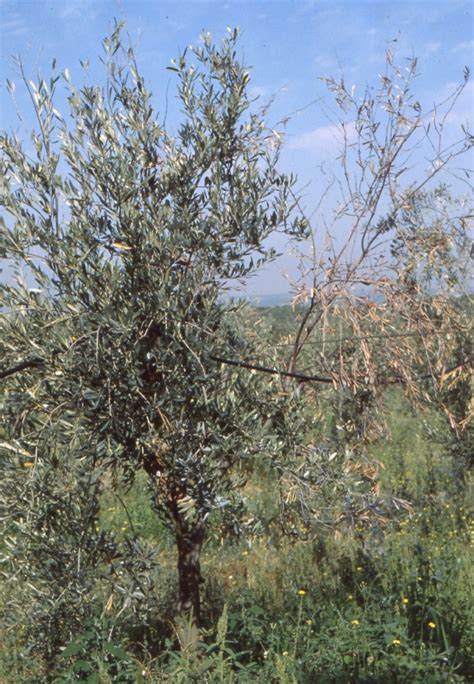 Phytosanitary Certification Intechopen