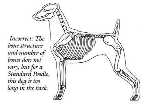 Standard Poodle Structure Explained Standard Poodle Poodle Poodle