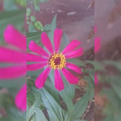 තෝරමු බලන්න ලස්සන මල Youtube
