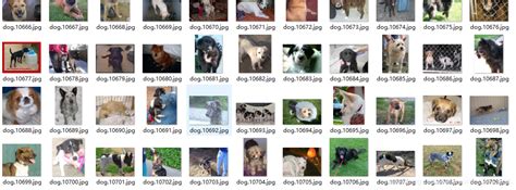 pytorch实现kaggle猫狗识别 你的雷哥 博客园