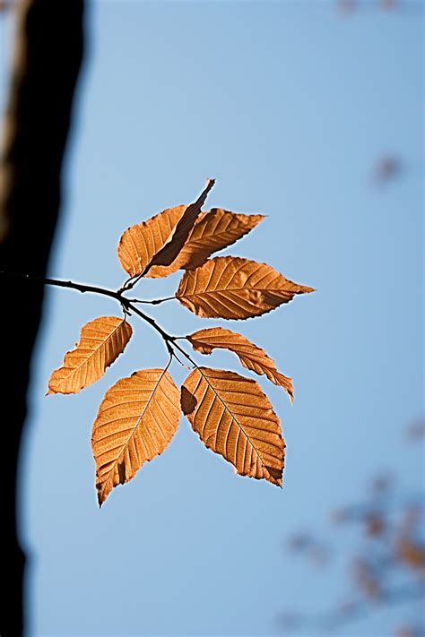 Brown Leaf In Autumn Background Wallpaper Image For Free Download Pngtree