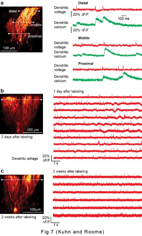 Simultaneous Voltage And Calcium Imaging Of Dendritic Activity In A