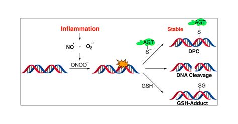 O6 Alkylguanine Dna Alkyltransferase Maintains Genome Integrity By