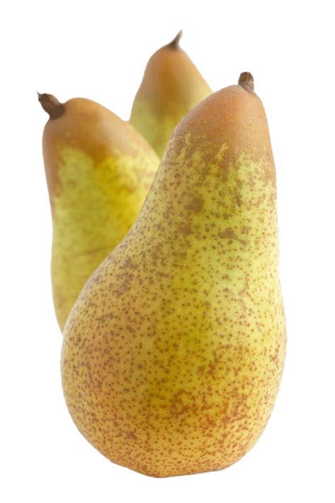 Pear Variety Guide Veritable Vegetable