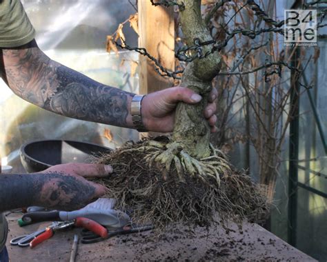 Bonsai Me Devoted To The Art And Practice Of Bonsai