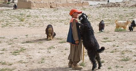 A Young Afghan Goat Herder 2517 X 1685 Oc Rhumanporn