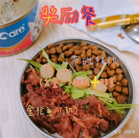 详细的猫藓癣治疗日记人也被传染了均已痊愈 涵盖治疗方法等 知乎