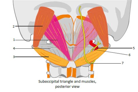 3 Regional Anatomy Of The Back Karteikarten Quizlet