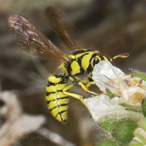 Pollen Wasp Alchetron The Free Social Encyclopedia