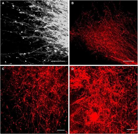 Innervation Of The Anterior Thalamic Complex By The Mbo Download