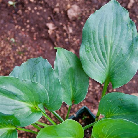 Hosta 'Moonlight Sonata' – Fieldstone Gardens Inc