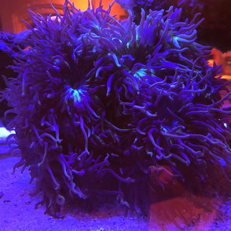 Duncan Colony Duncanopsammia Axifuga Reef2reef Saltwater And Reef