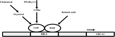 Regulation Of Abca1 Gene Expression By Oxysterols Retinoic Acid And