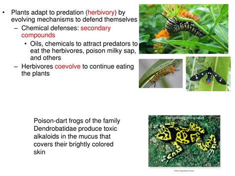 Ppt Interspecific Interactions And The Ecology Of Communities Chapter