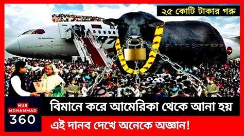 দানব গরুটি আমেরিকা থেকে বিমানে করে আনা হয় গাবতলী হাট কাপানো ৫ টি এমন বাংলাদেশী দানব গরু Youtube