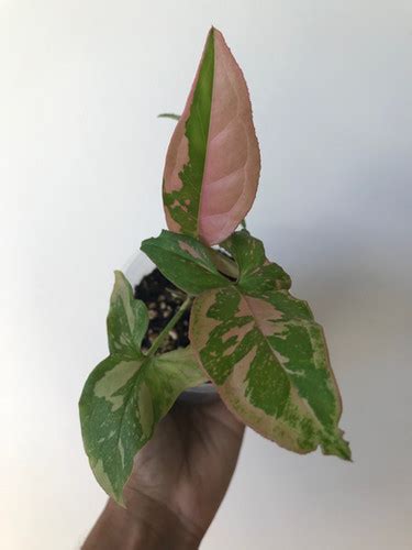 Syngonium Pink Splash | IA SUSTENTÁVEL