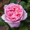 Английская роза Брат Кадфаэль. Brother Cadfael rose | PLANTE.md