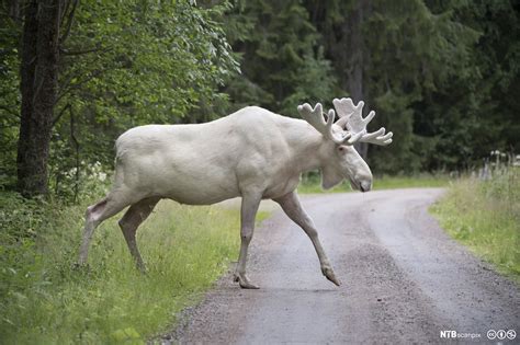 Kodominant intermediær og recessiv arv Naturfag SF NDLA
