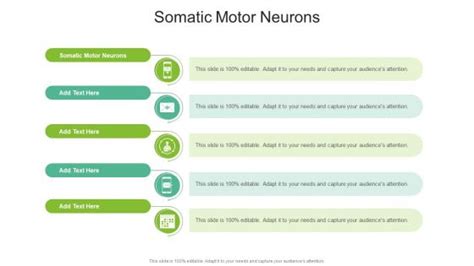 Somatic Motor Neurons Powerpoint Templates Slides And Graphics