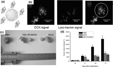 A Intracellular Accumulation Study Of Nd Tfdox Incubated With Hepg2
