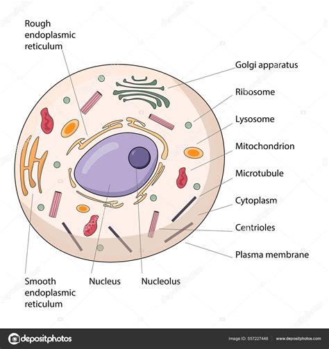 Animal Cell Cytoskeleton Diagram