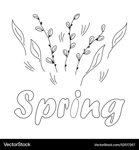 Willow Buds Coloring Page Pussy Doodle Royalty Free Vector