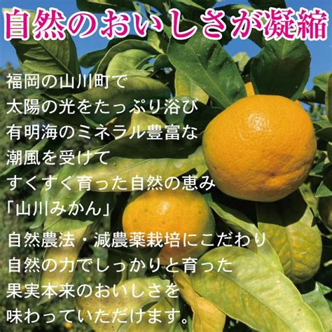 期間限定在庫限り山川みかん 5kg S Mサイズ混合 福岡県産 みやま市産 旬 産地直送 農家直送 山川町 濃厚 甘い 甘酸っぱい お