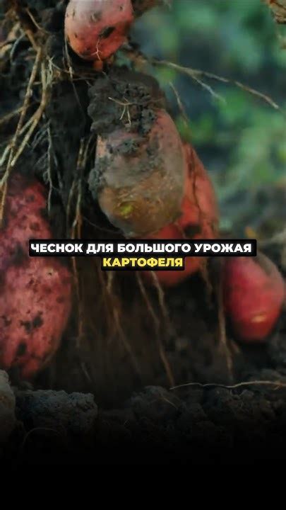 ЧЕСНОК лучшее СРЕДСТВО ДЛЯ КАРТОШКИ УРОЖАЙ обеспечен огород дача картошка Youtube