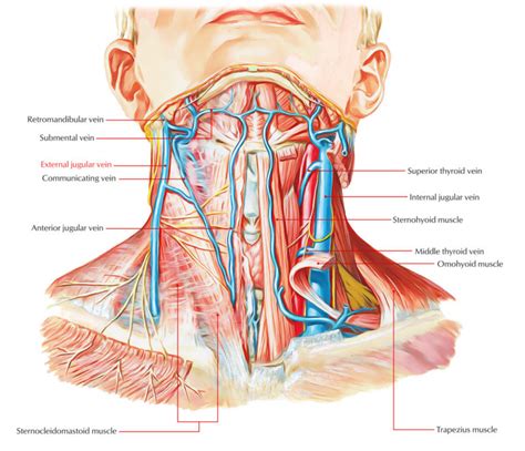 External Jugular Vein Earths Lab
