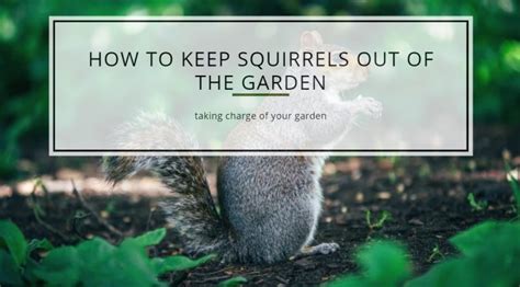 How To Keep Squirrels Out Of The Garden Grid Sub