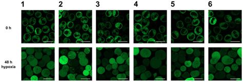 Analysis Of The Subcellular Localization Of Gfp Ho 1 In The Positively