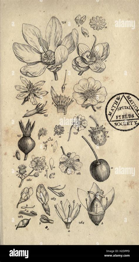 This Work Outlines The Fundamental Principles Of Botany Providing A Comprehensive Guide To