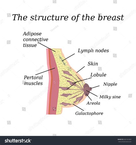 Anatomical Structure Breast On Isolated Background Stock Illustration