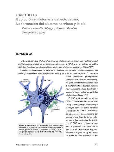 2020 Capítulo 3 Desarrollo Del Ectodermo 1 Pdf Sistema Nervioso