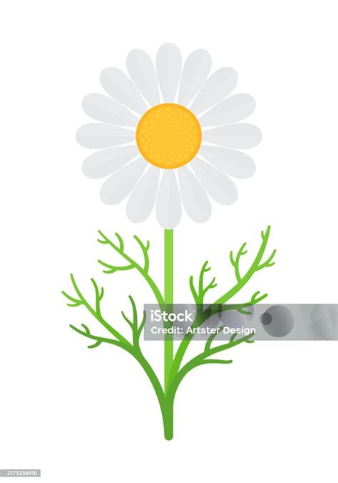 줄기와 잎이 있는 카모마일 꽃 흰색 배경에 고립 된 평면 벡터 그림 식물 및 허브 개념 동종 요법 식물 요법 대체 의학 디자인에 적합 0명에 대한 스톡 벡터 아트 및 기타