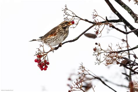 Grive Mauvis Vosges Nature