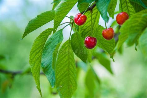 Cherries Hanging On A Cherry Tree Branch Stock Image Image Of Growing Horizontal