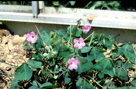 Oxalis Tetraphylla Images Useful Tropical Plants