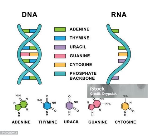 데옥시리보핵산 및 리보핵산과 핵염기 포뮬러 Dna 및 Rna 핵염기 구조 시토신 구아닌 아데닌 우라실 티민 Dna에 대한 스톡