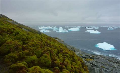La Antártida Se Está Volviendo De Color Verde Por El Cambio Climático
