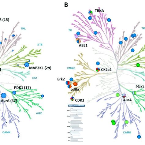 Covalent Allosteric Kinase Inhibitors From X Ray Structures Download Scientific Diagram