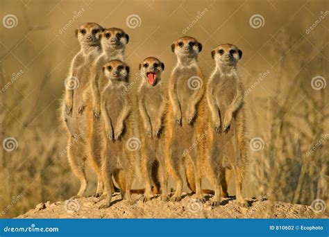 非洲系列kalahari Meerkat南suricate 库存照片 图片 包括有 敌意 卡拉哈里 810602