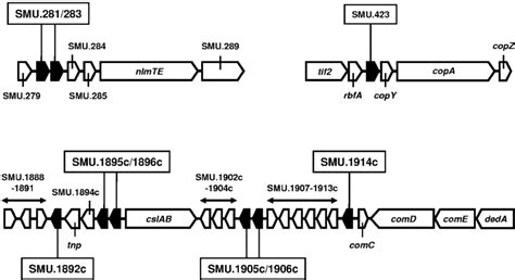 genomic organization of the open reading frames orfs filled