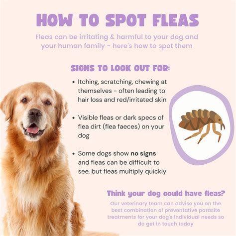 Vet Rachel shares how to spot worms and fleas on your dog