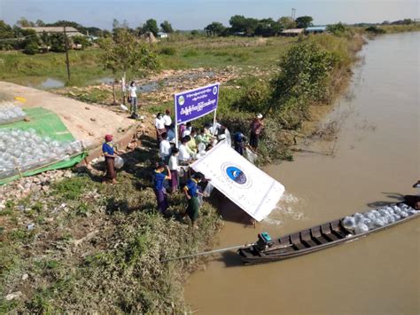 ကဝမြို့နယ်၌ ငါးမျိုးစိုက်ထည့်ခြင်း အခမ်းအနားကျင်းပ Information And