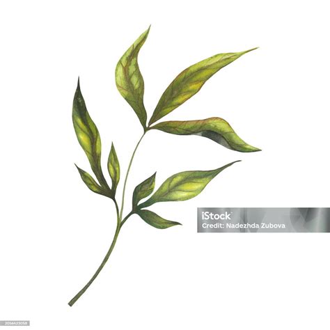 흰 배경에 고립된 잎을 가진 모란 녹색 분지 손으로 그린 수채화 식물 그림 와 식물 와 잎 와 인사말 카드 또는 청첩장 식물