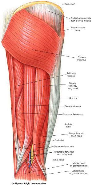 Muscle Anatomy And Physiology Back Of Leg Muscles Popliteus Muscle